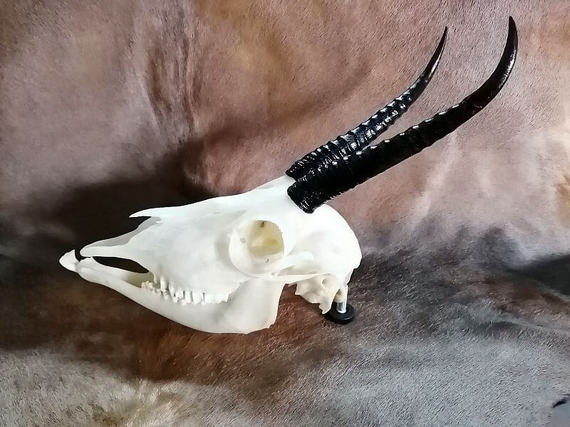 Springbok skull and horns